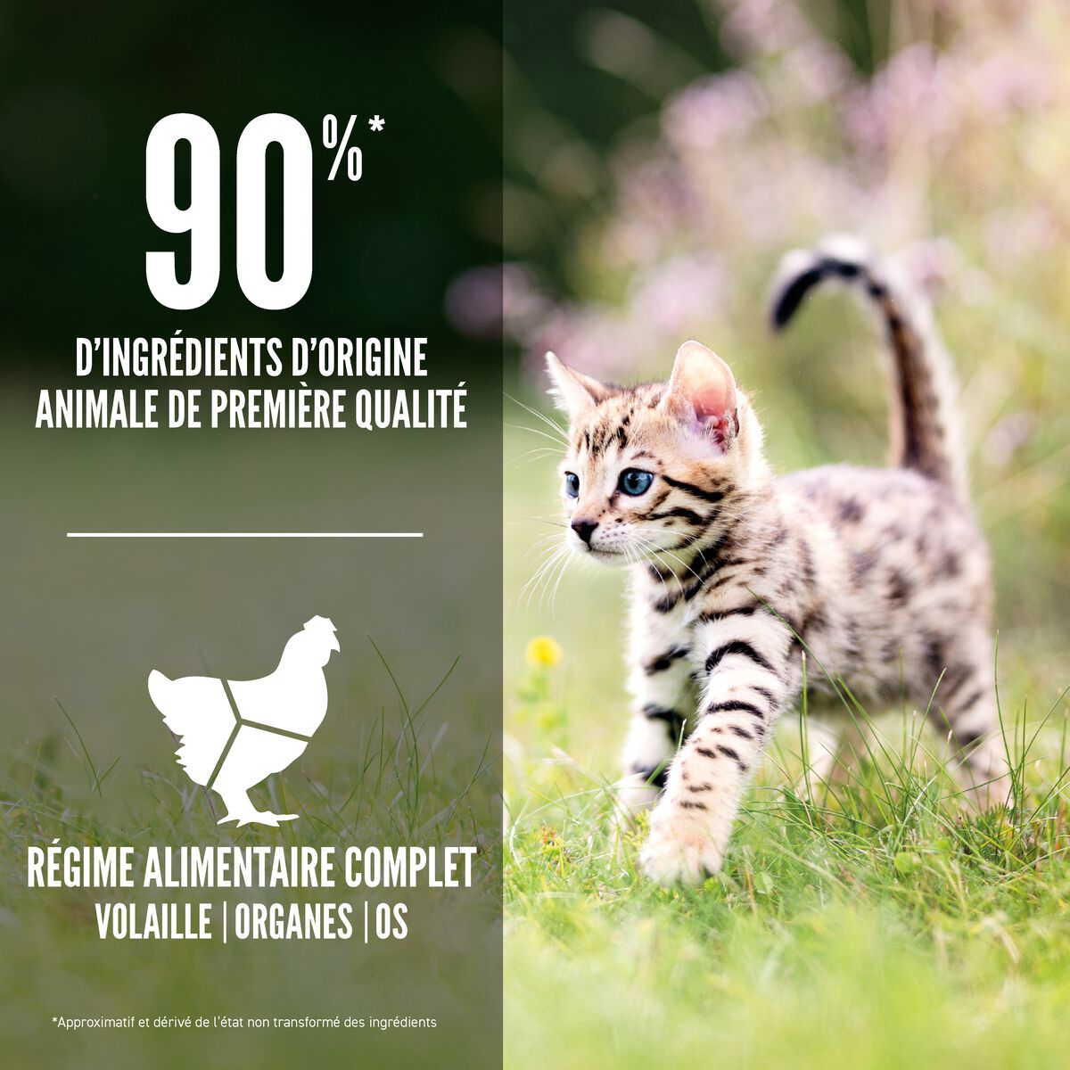 ORIJEN™ Kitten : Croquettes saines pour chatons | ORIJEN™ Canada